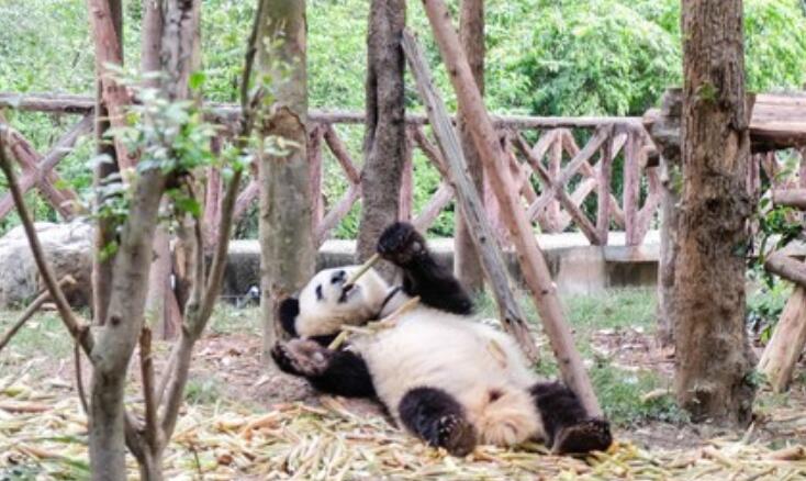 Chengdu Research Base of Giant Panda Breeding – Travel Asia Guide