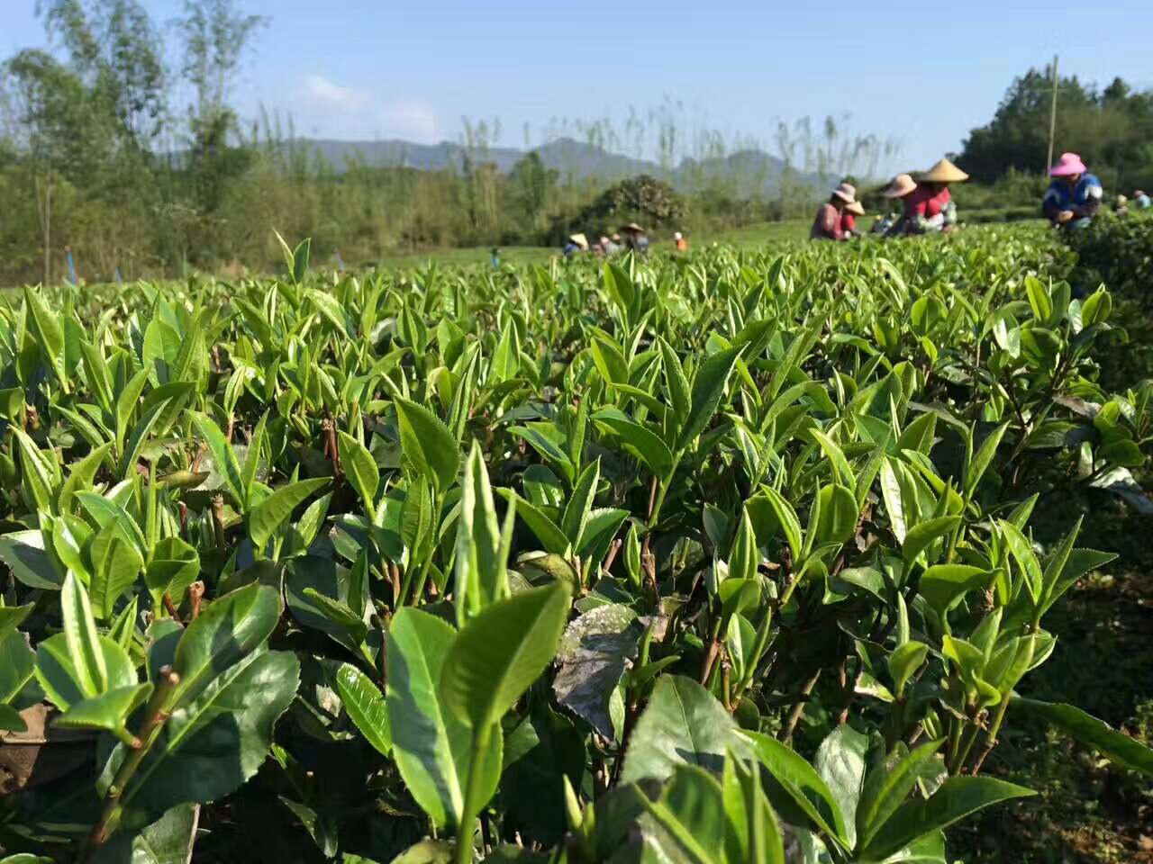 Meijiawu Tea Plantation – Travel Asia Guide