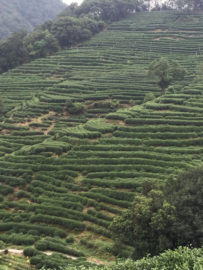 Meijiawu Tea Plantation – Travel Asia Guide